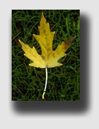 Fencerows and Boundary Trees | Tree and Neighbor Law For Homeowners and ...