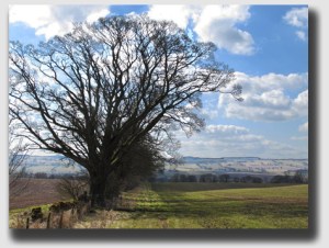 Fencerows and Boundary Trees | Tree and Neighbor Law For Homeowners and ...