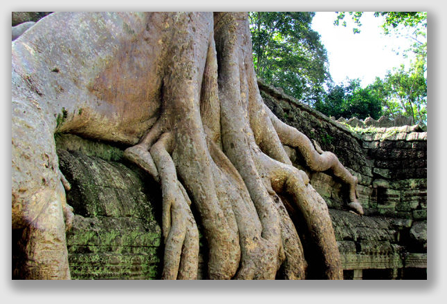 TLRoot | Tree and Neighbor Law For Homeowners and Professionals