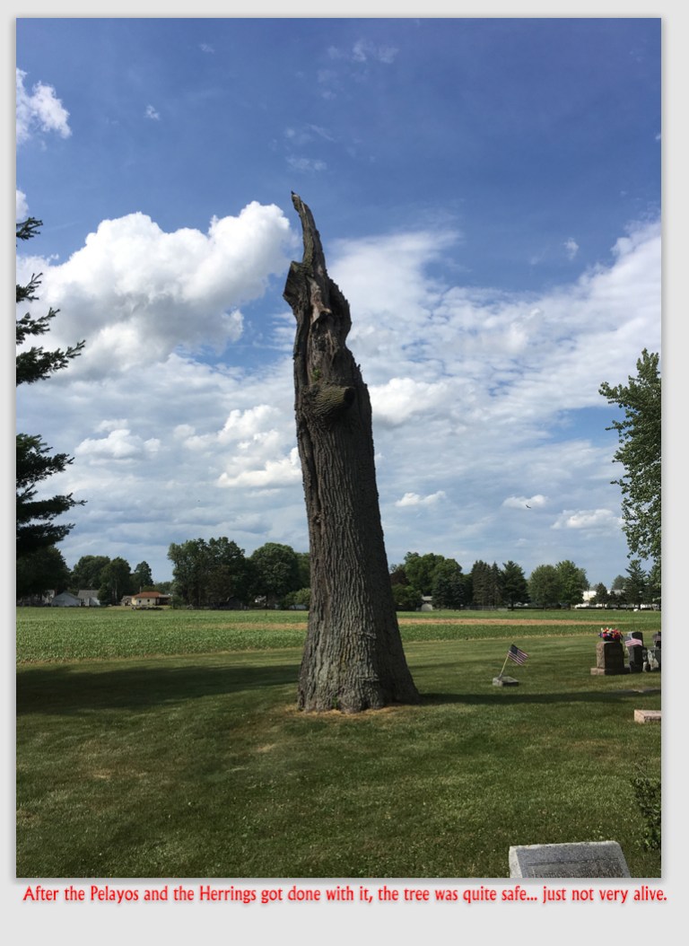 Revised Code of Washington | Tree and Neighbor Law For Homeowners and ...