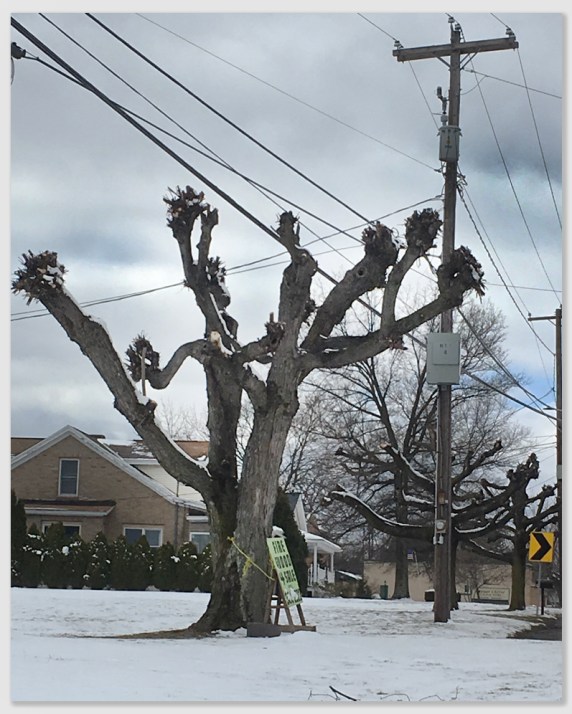 Tree and Neighbor Law For Homeowners and Professionals | A Blog on ...
