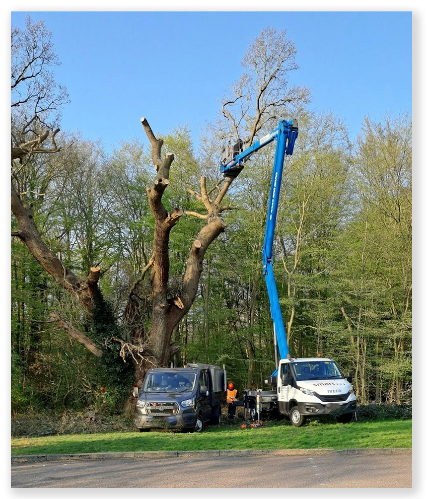 TLRoot | Tree and Neighbor Law For Homeowners and Professionals