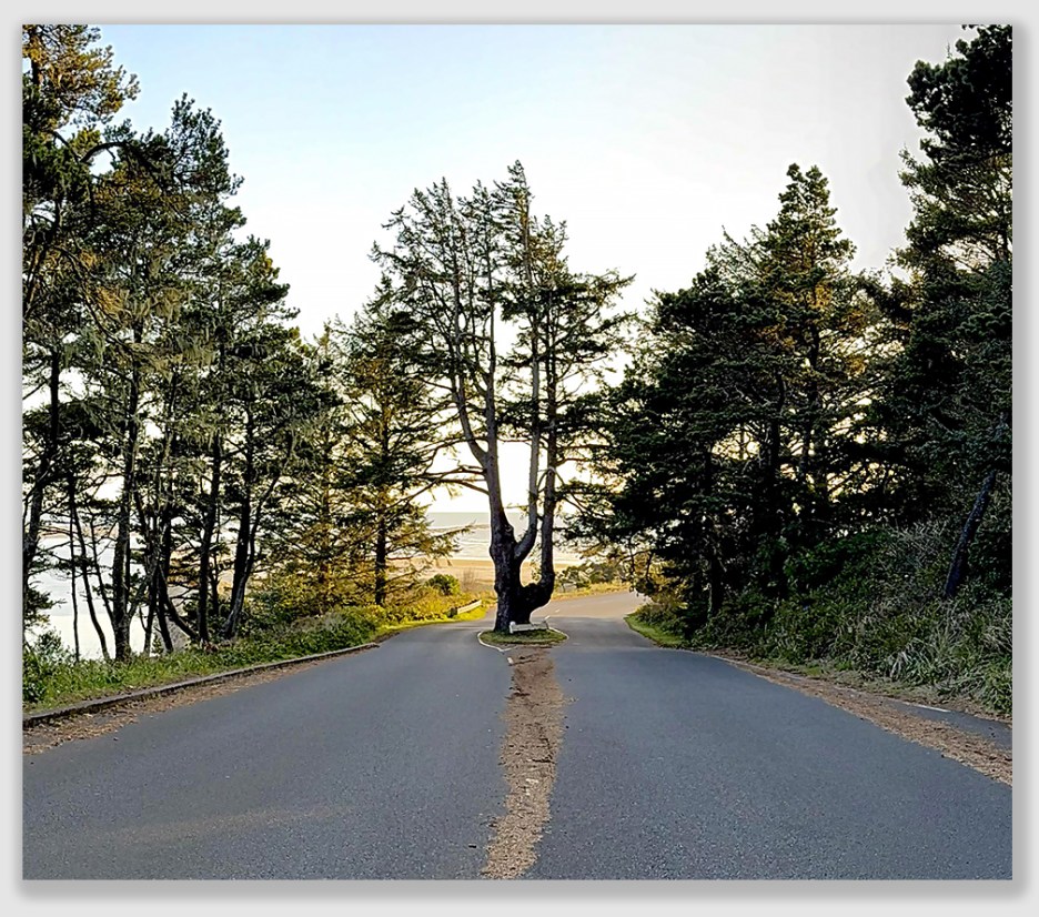 TLRoot | Tree and Neighbor Law For Homeowners and Professionals