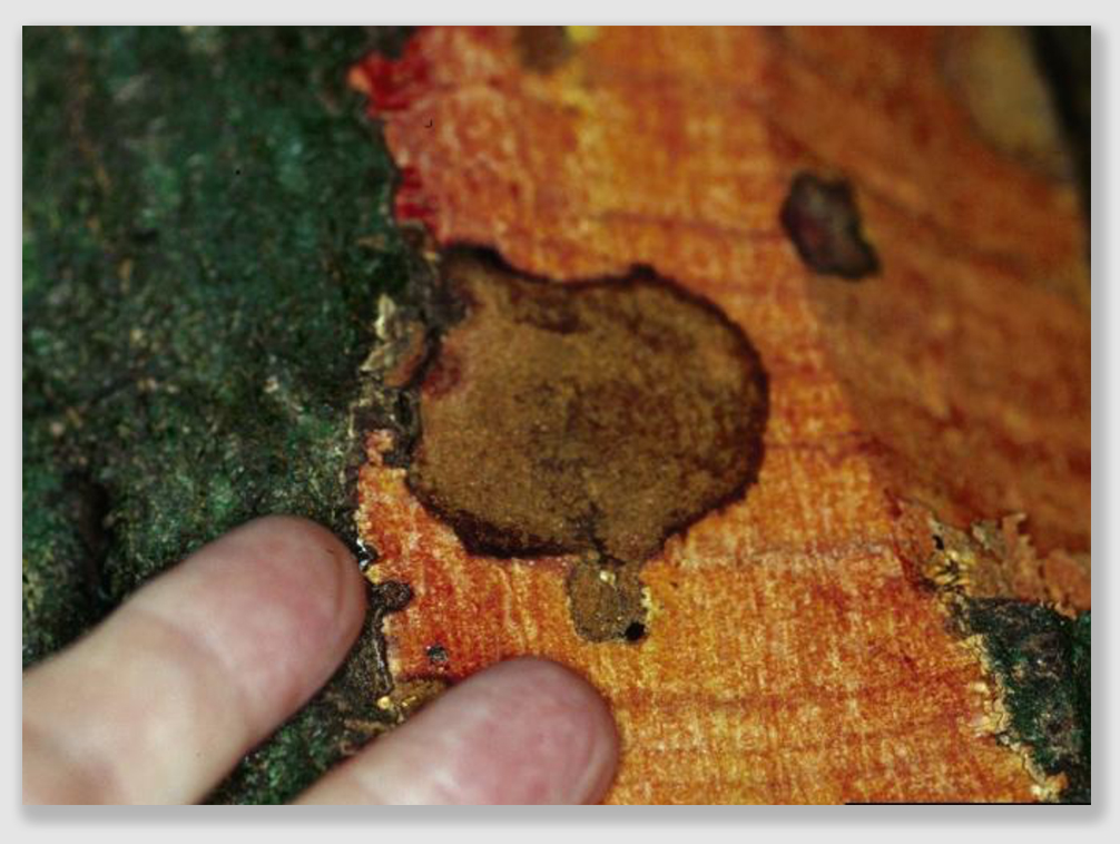 And Now The News … | Tree and Neighbor Law For Homeowners and Professionals